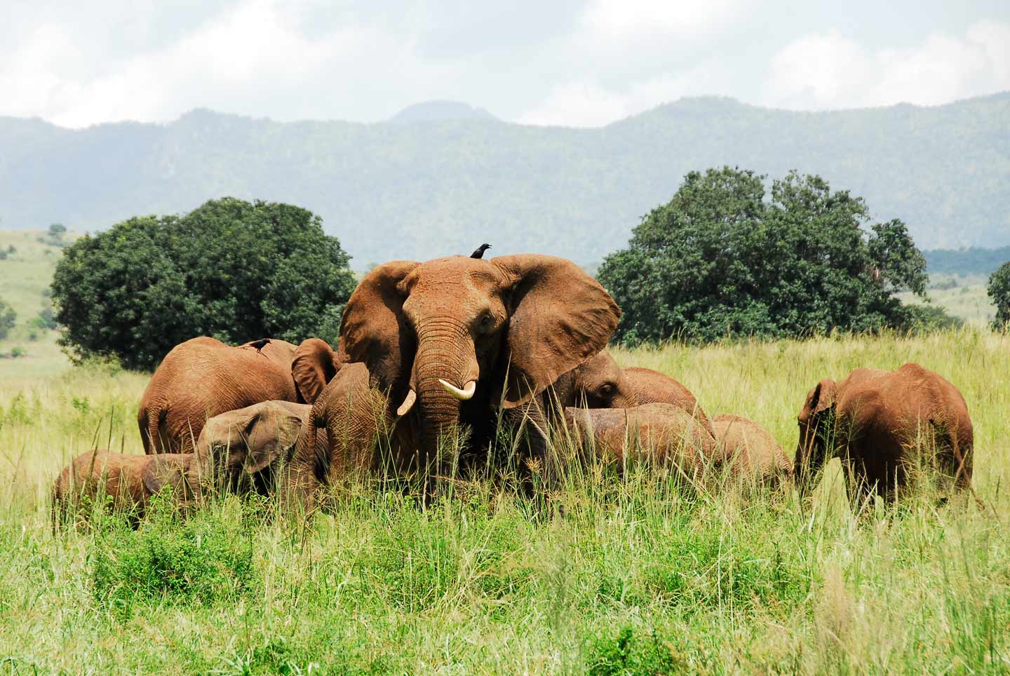 Incredible Tourist Attractions in Uganda to Add to Your Bucket List